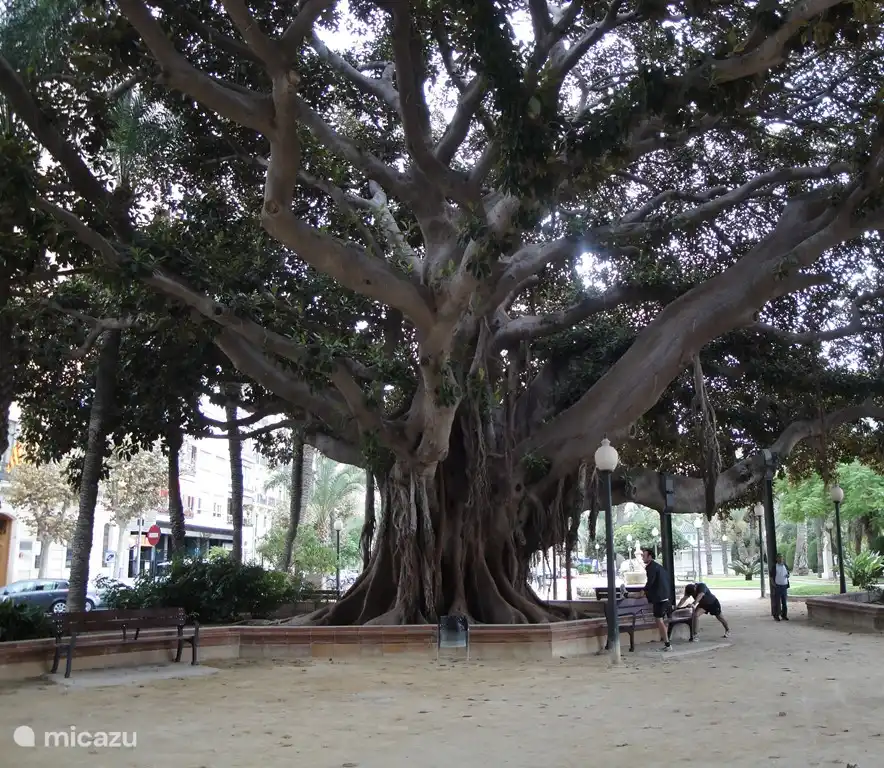 Casa del Goosio boek je bij Micazu | Micazu