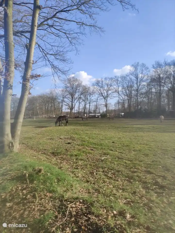 Glamping / safaritent / yurt huren in Reutum, Overijssel? Yurt | Micazu