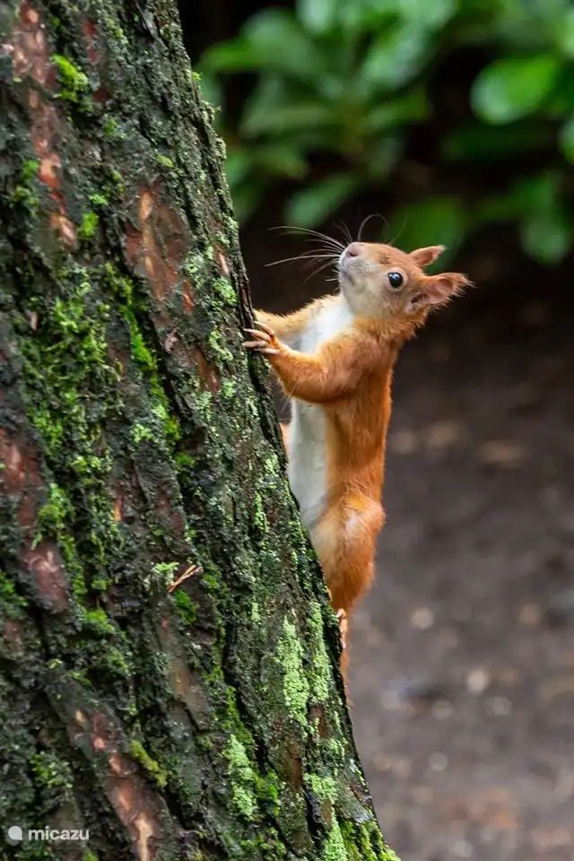 De Rekel boek je bij Micazu | Micazu