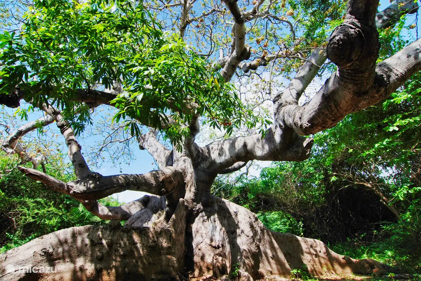 Holiday Rentals in Curaçao? - Holiday homes Curaçao | Micazu